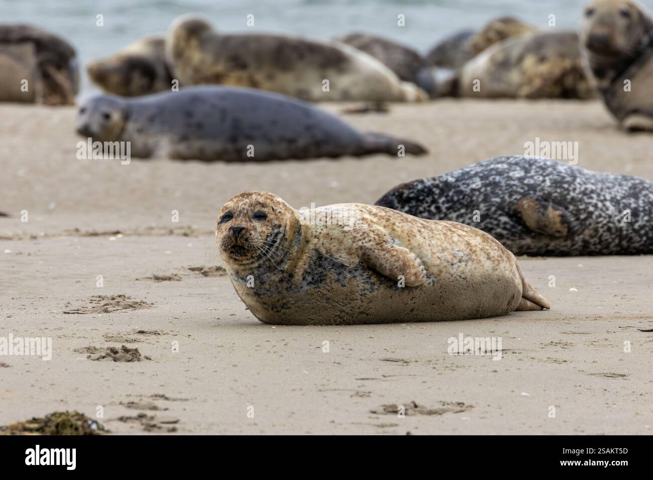 The Common Seal (Phoca vitulina) feeds on fish and crustaceans. This ...