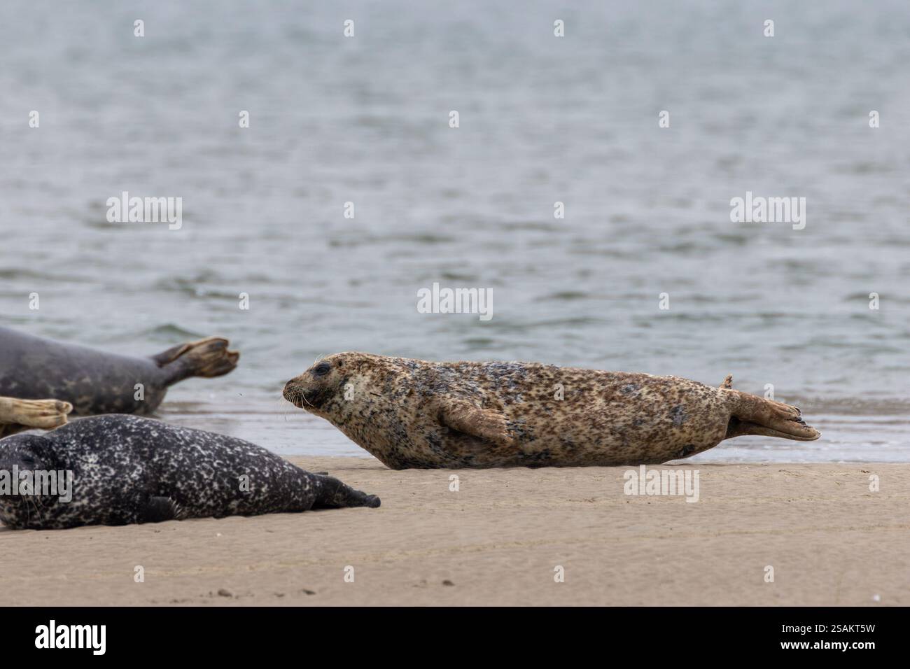 The Common Seal (Phoca vitulina) feeds on fish and crustaceans. This ...