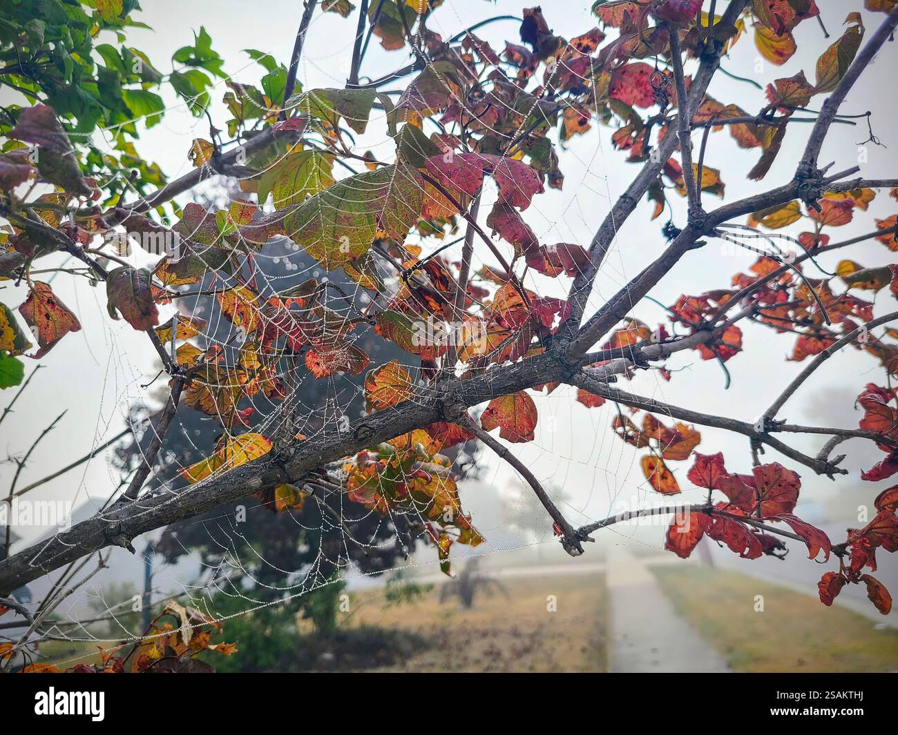 Dew-Kissed Spider Web in Autumn Trees Eye-Level Perspective Stock Photo ...