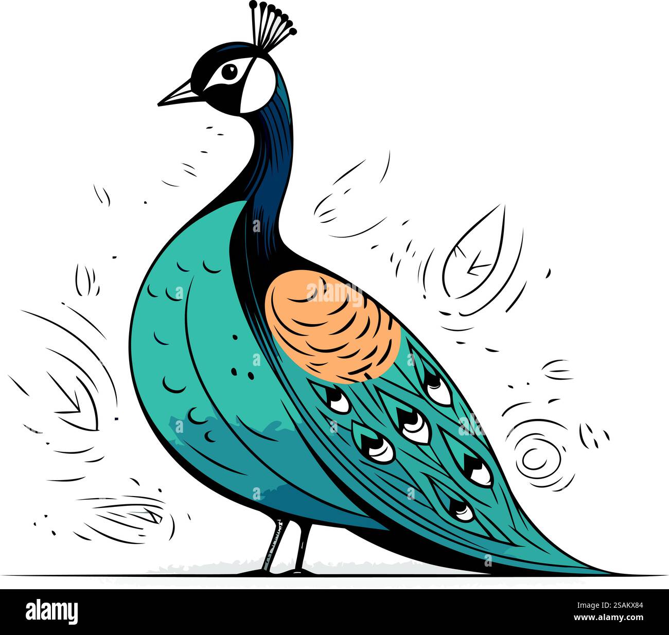 Peacock. Hand drawn vector illustration isolated on white background ...
