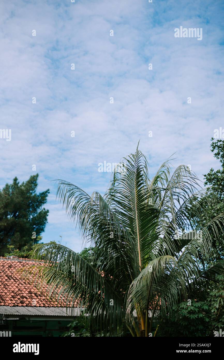 A palm tree and pine tree reach towards a blue sky dotted with clouds ...