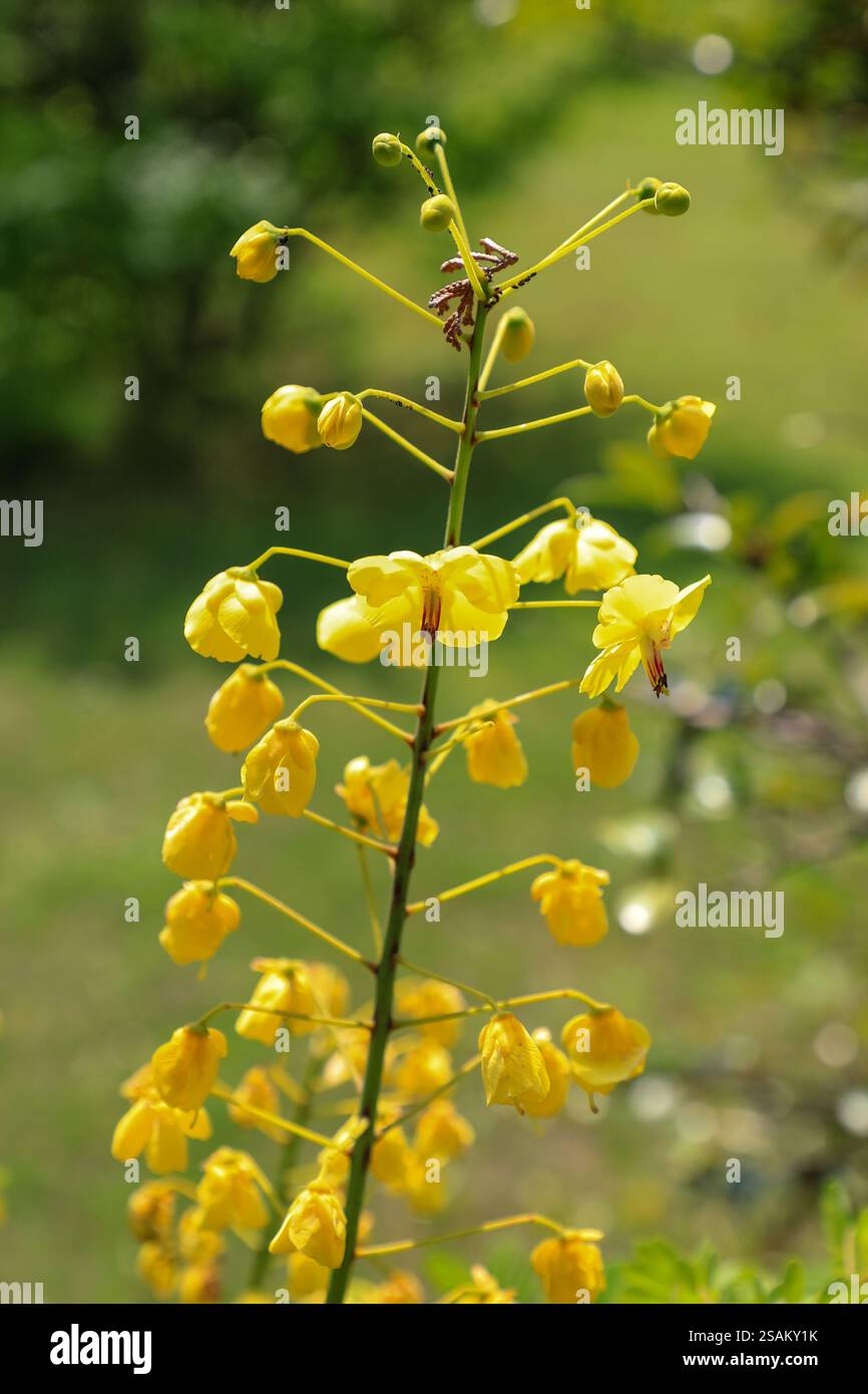 Mysore thorn caesalpinia decapetala hi-res stock photography and images ...
