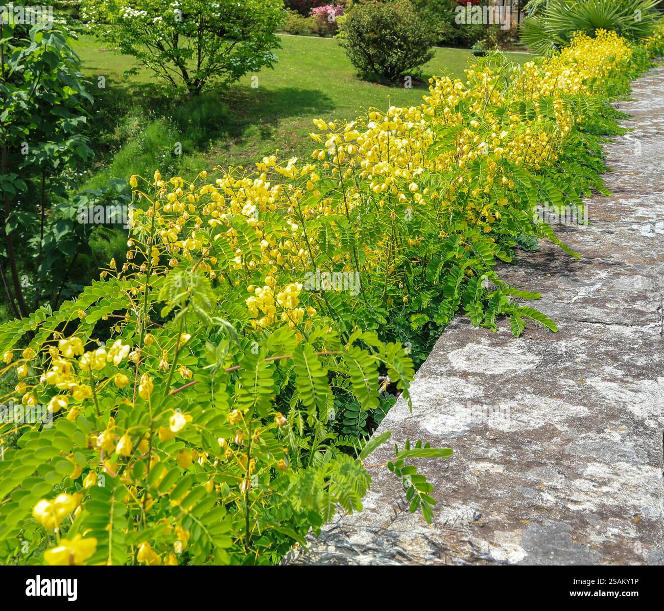 Yellow flowers of Shoofly, Mysore Thorn (Biancaea decapetala) also ...