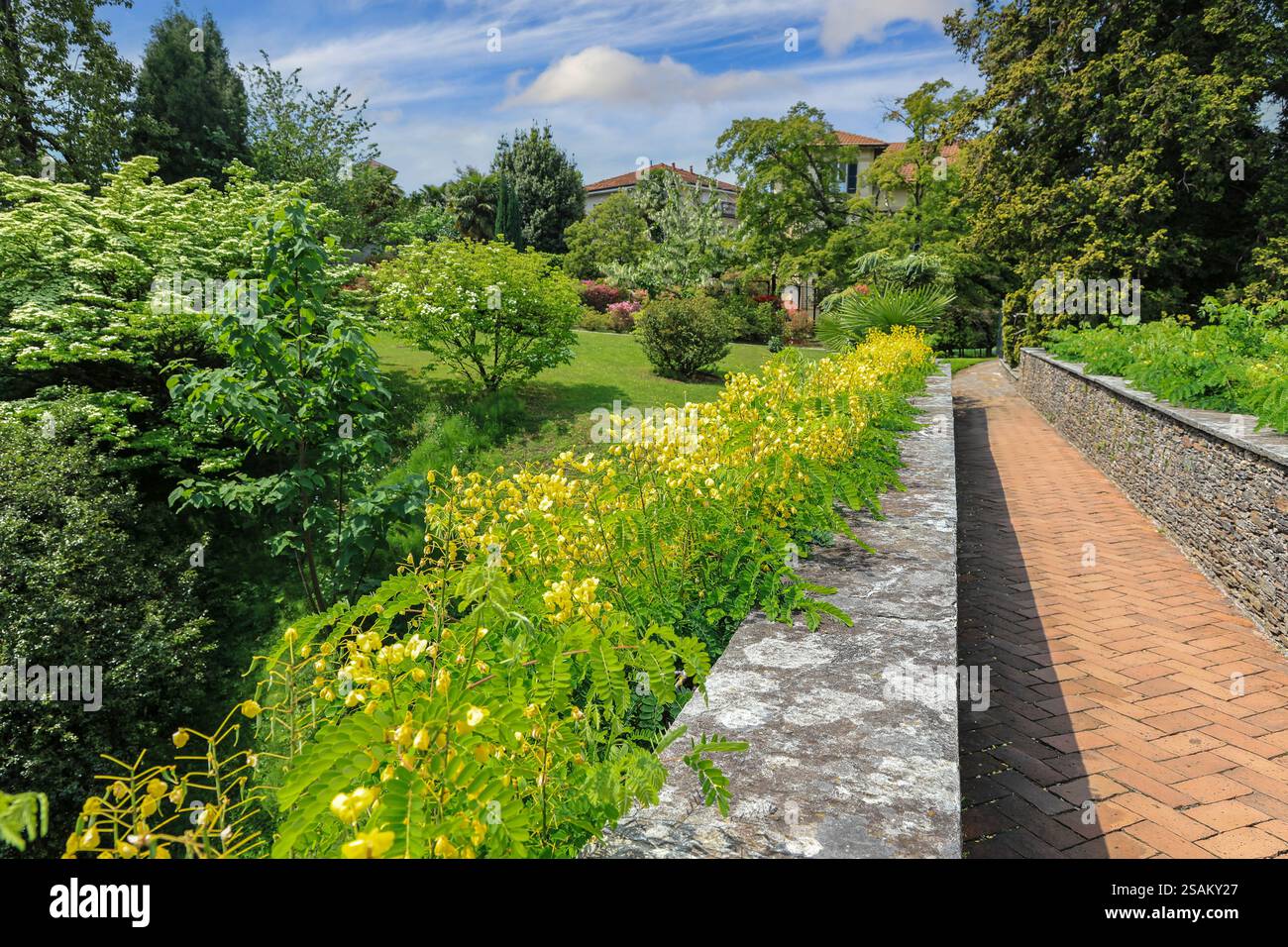 Yellow flowers of Shoofly, Mysore Thorn (Biancaea decapetala) also ...