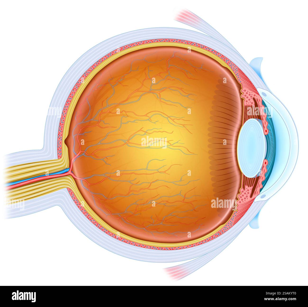 Illustration of the anatomical representation of the eye, in which you ...