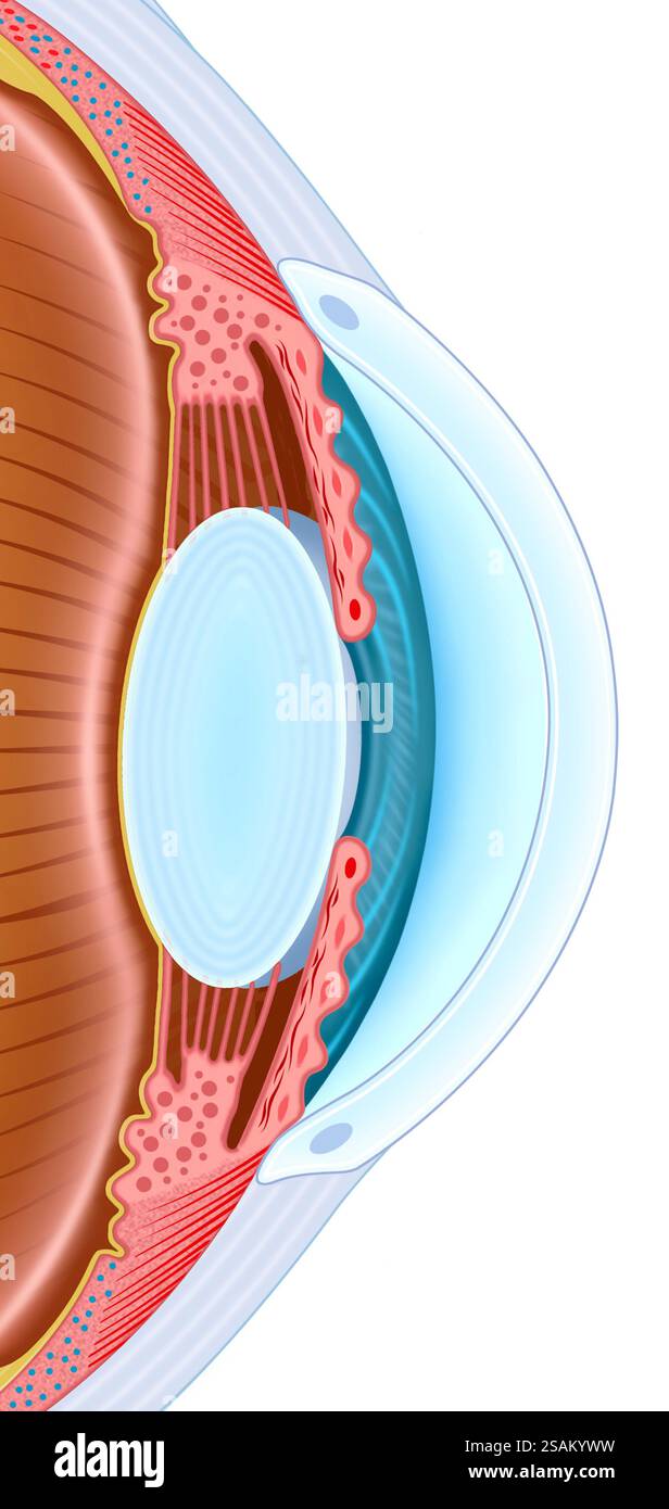 Cornea layers hi-res stock photography and images - Alamy