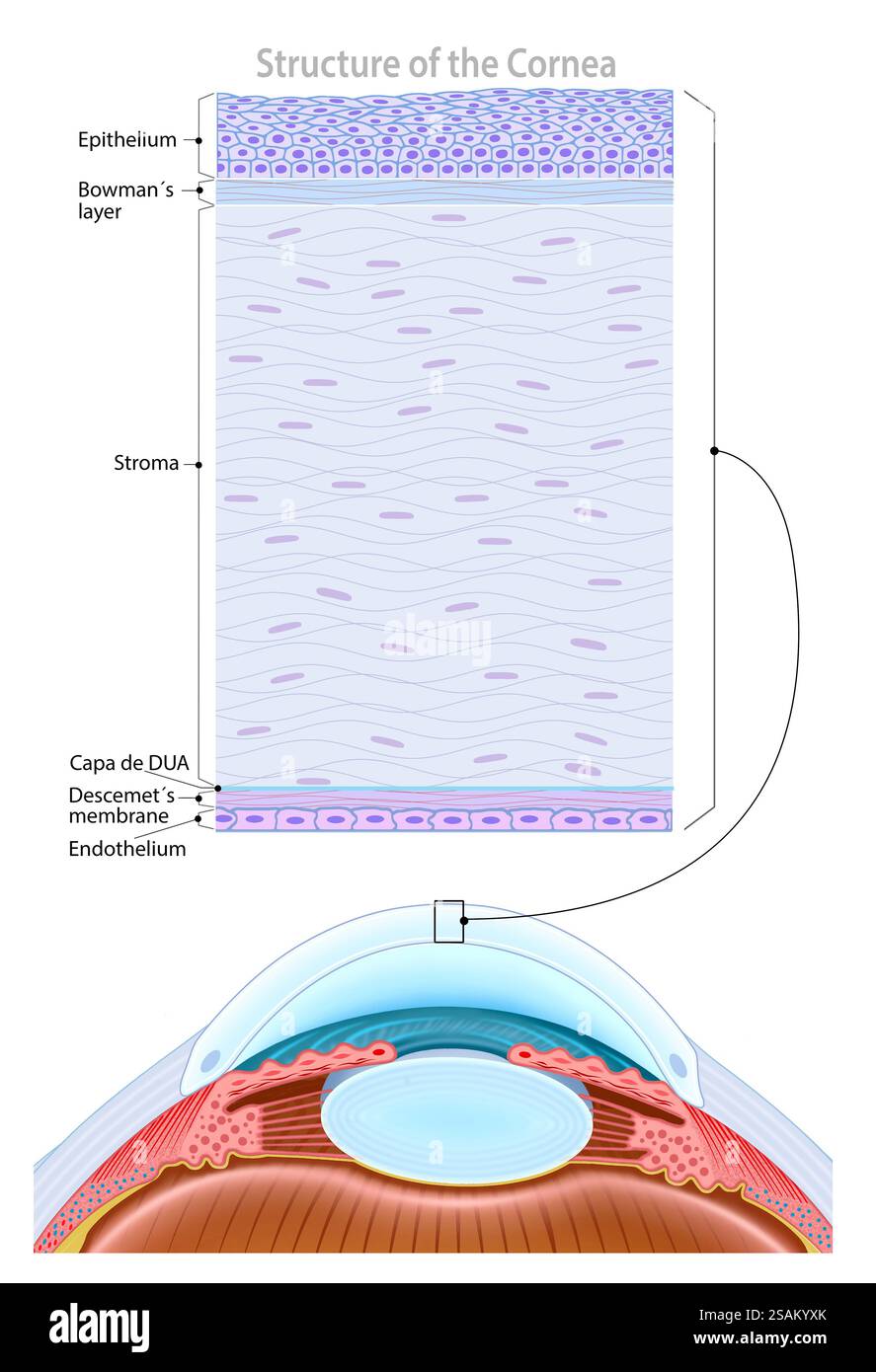 665 / 5.000 Composite illustration of two images detailing the ...