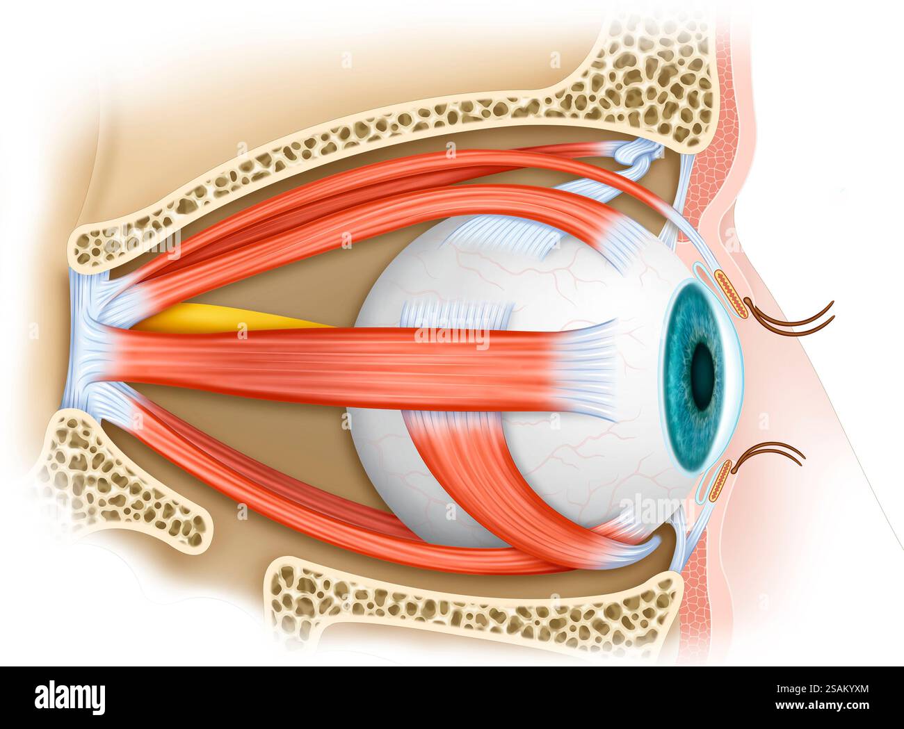 Eyeball drawing hi-res stock photography and images - Alamy
