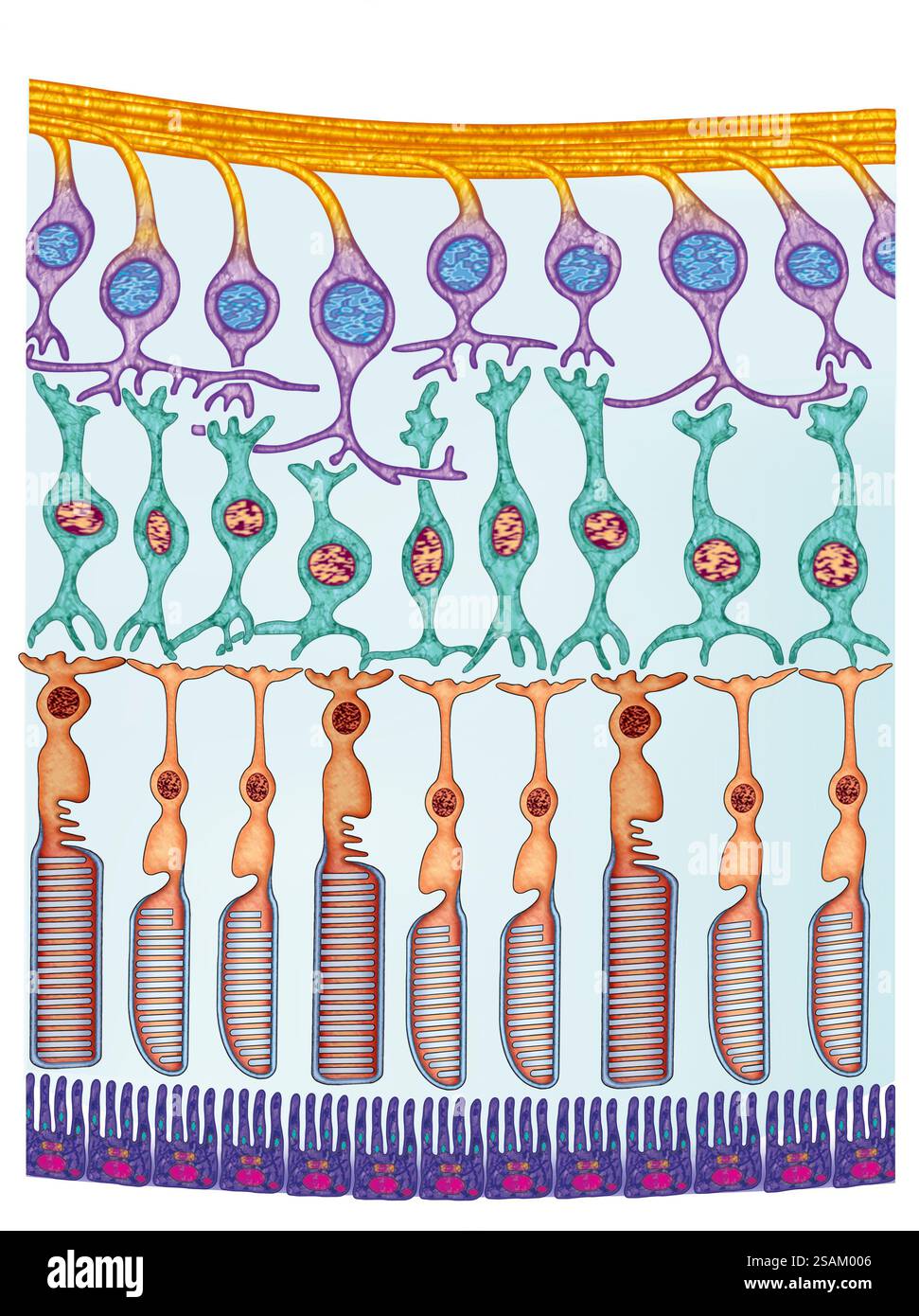 Illustrative diagram of the retina of the human eye, showing the macula ...