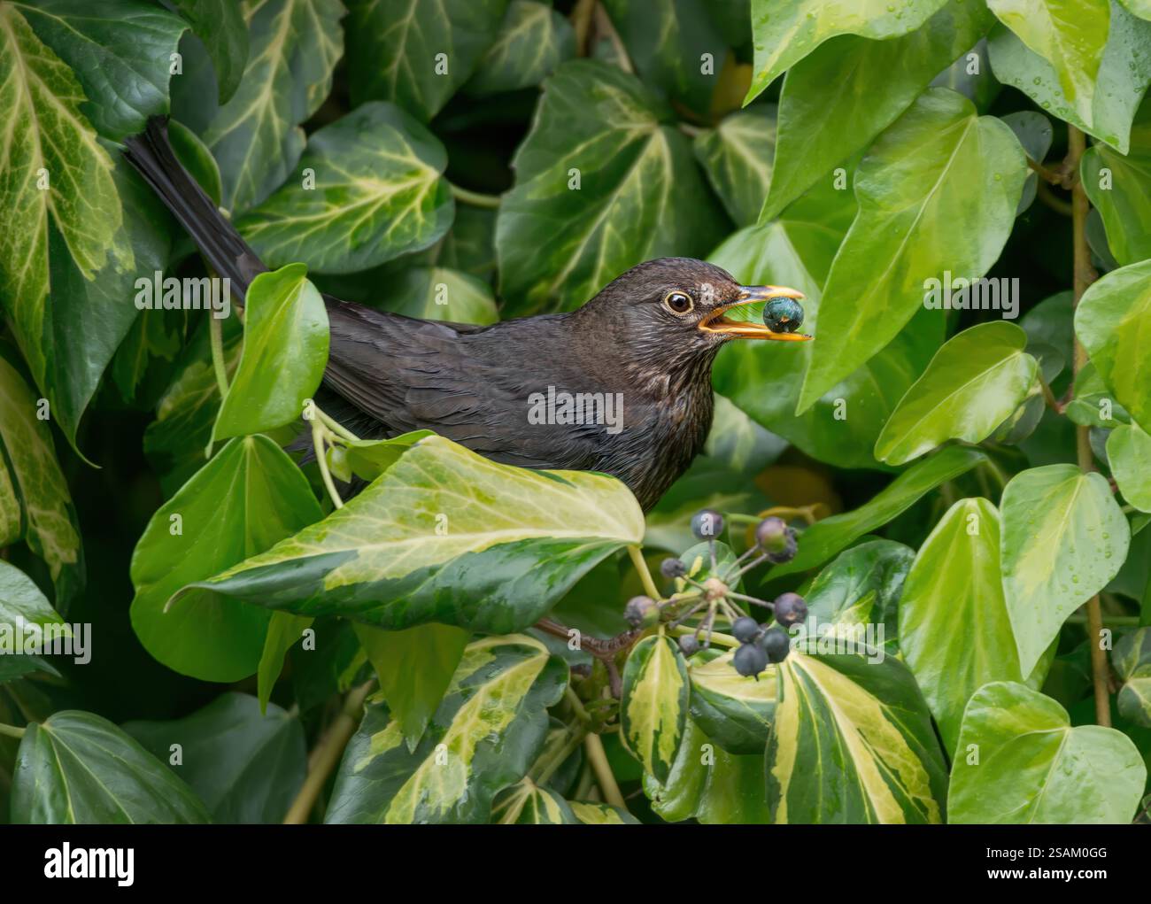 Common blackbird, Turdus merula, a female is eating a purple-black ivy ...