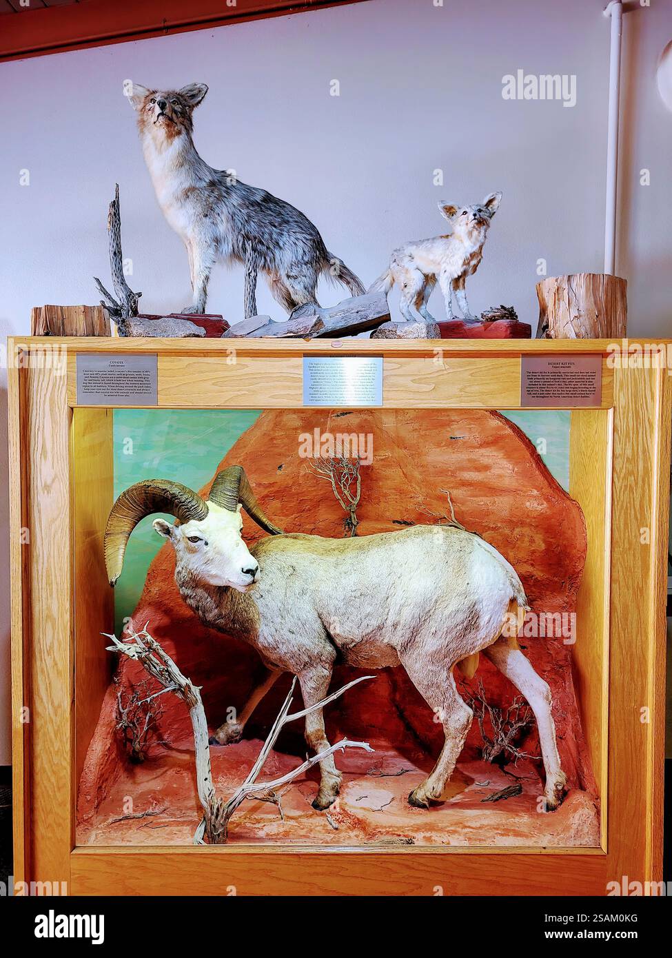 Bighorn Sheep and Canids in Desert Diorama Eye Level Display Stock ...