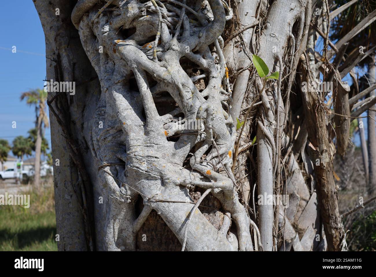 Strangler fig tree growing over other tree in tropical climate Stock ...