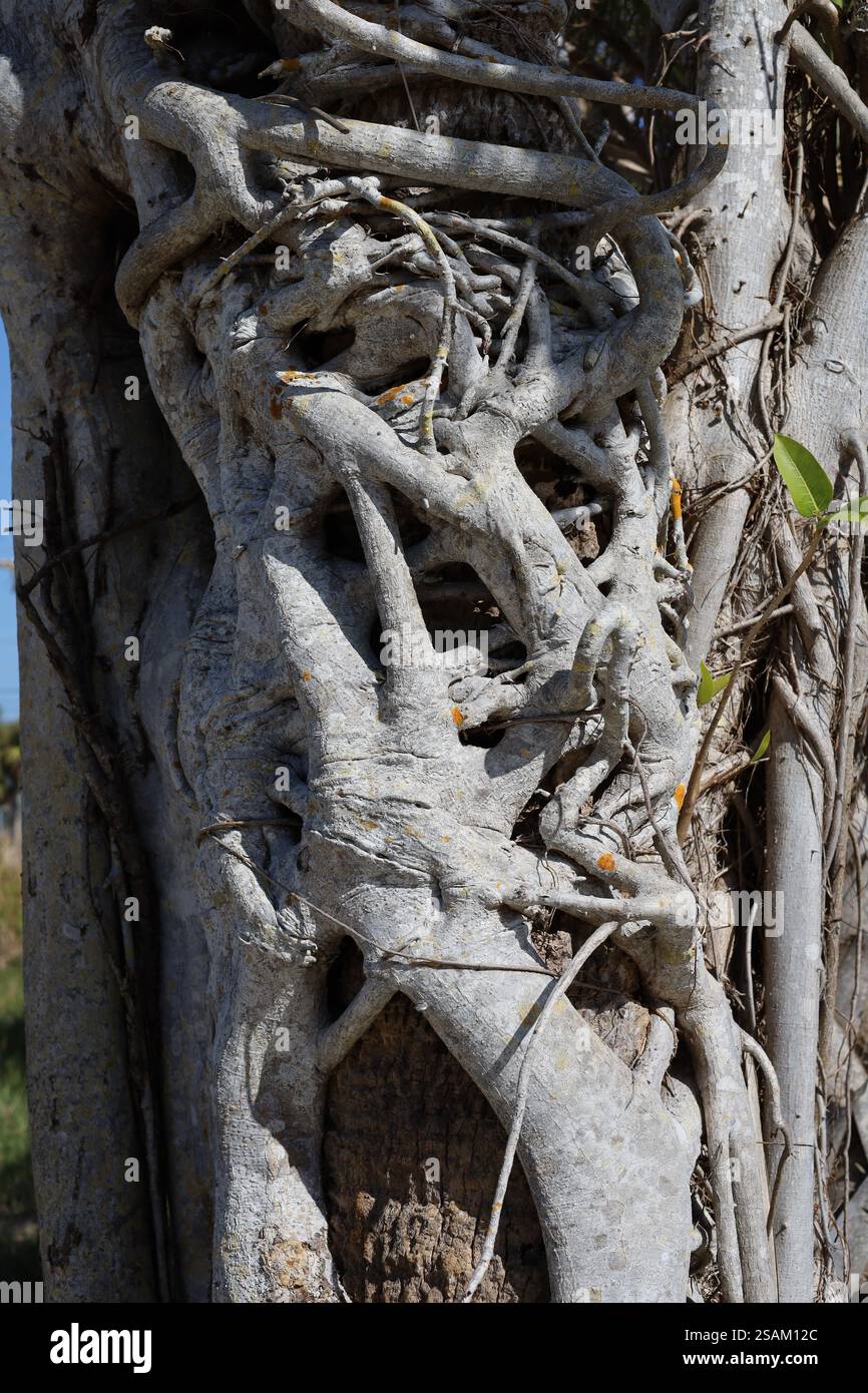 Strangler fig tree growing over other tree in tropical climate vertical ...