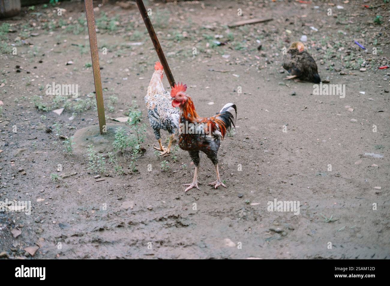 Horizontal rooster hi-res stock photography and images - Alamy