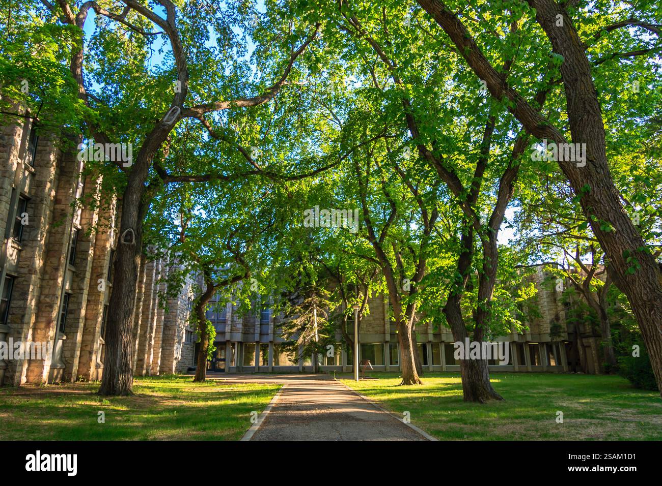 A large tree-lined courtyard with a path leading through it. The trees ...