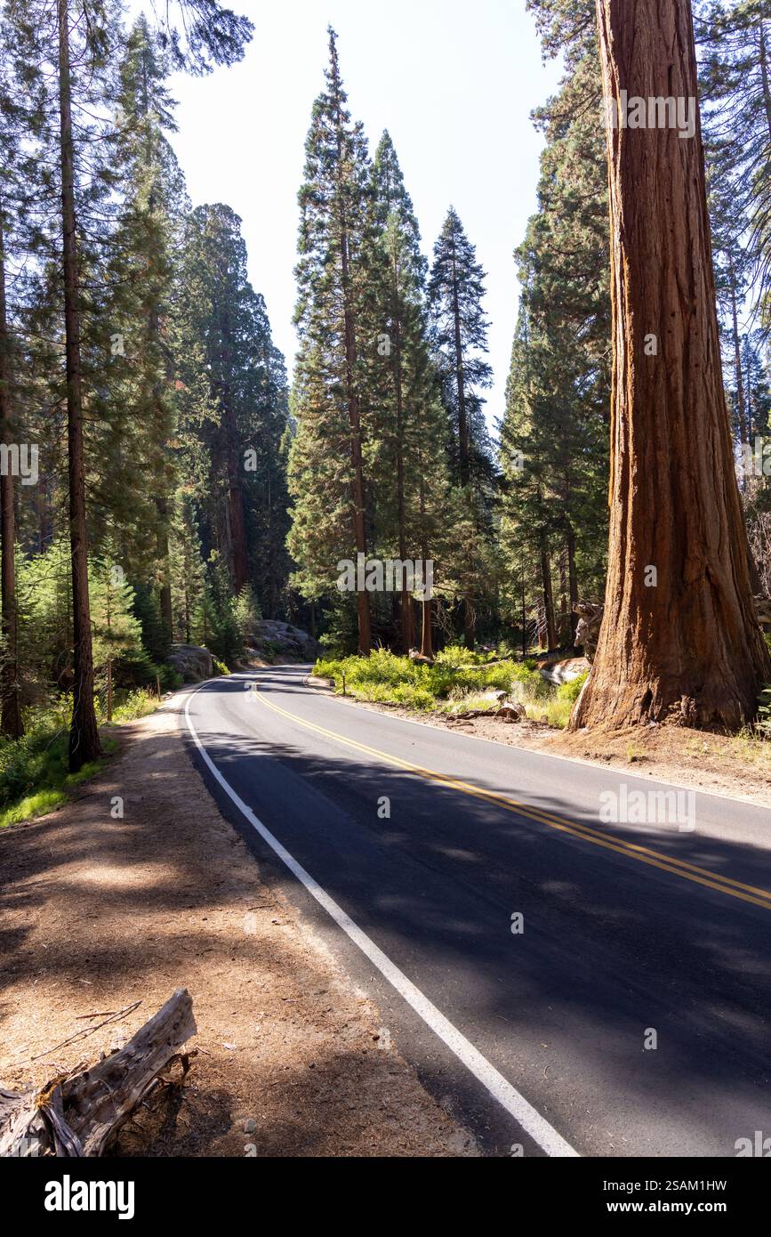 Giant Sequoia Trees in Sequoia National Park, California, US Stock ...