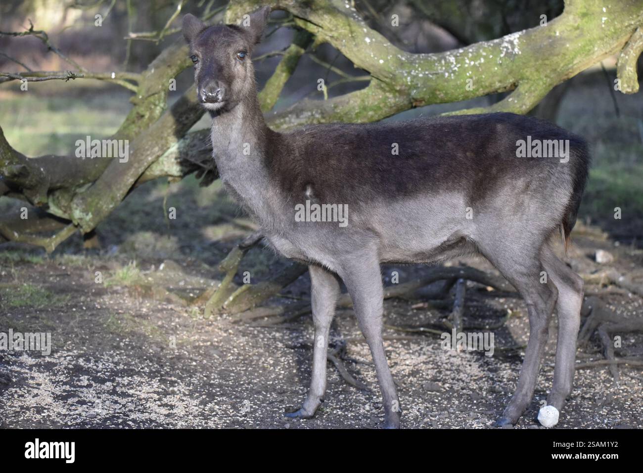 Full Body Portrait of a Fallow Deer Fawn (Dama dama) in Left-Profile ...