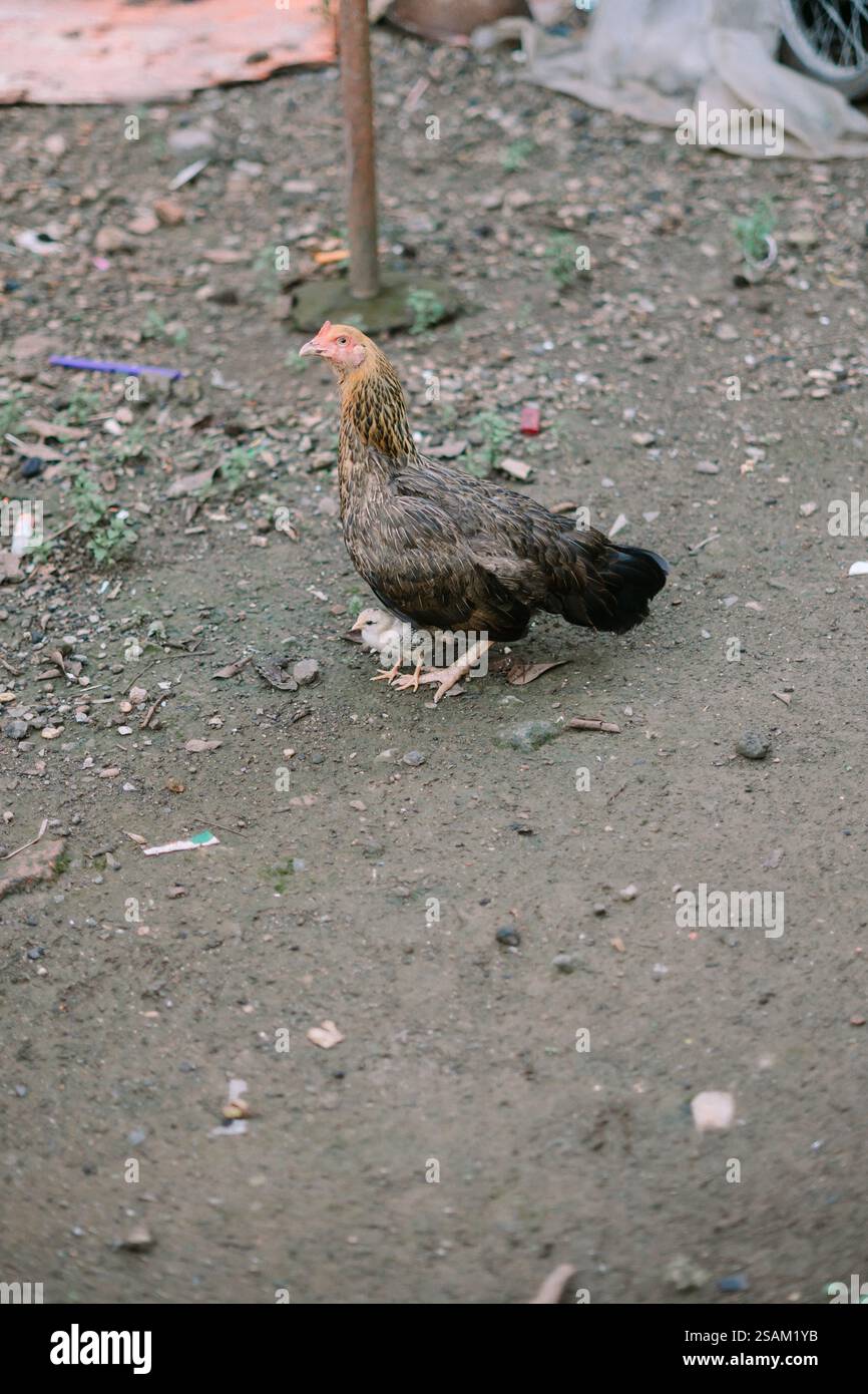 roosters and chicken stand proudly in a rustic farmyard, showcasing ...