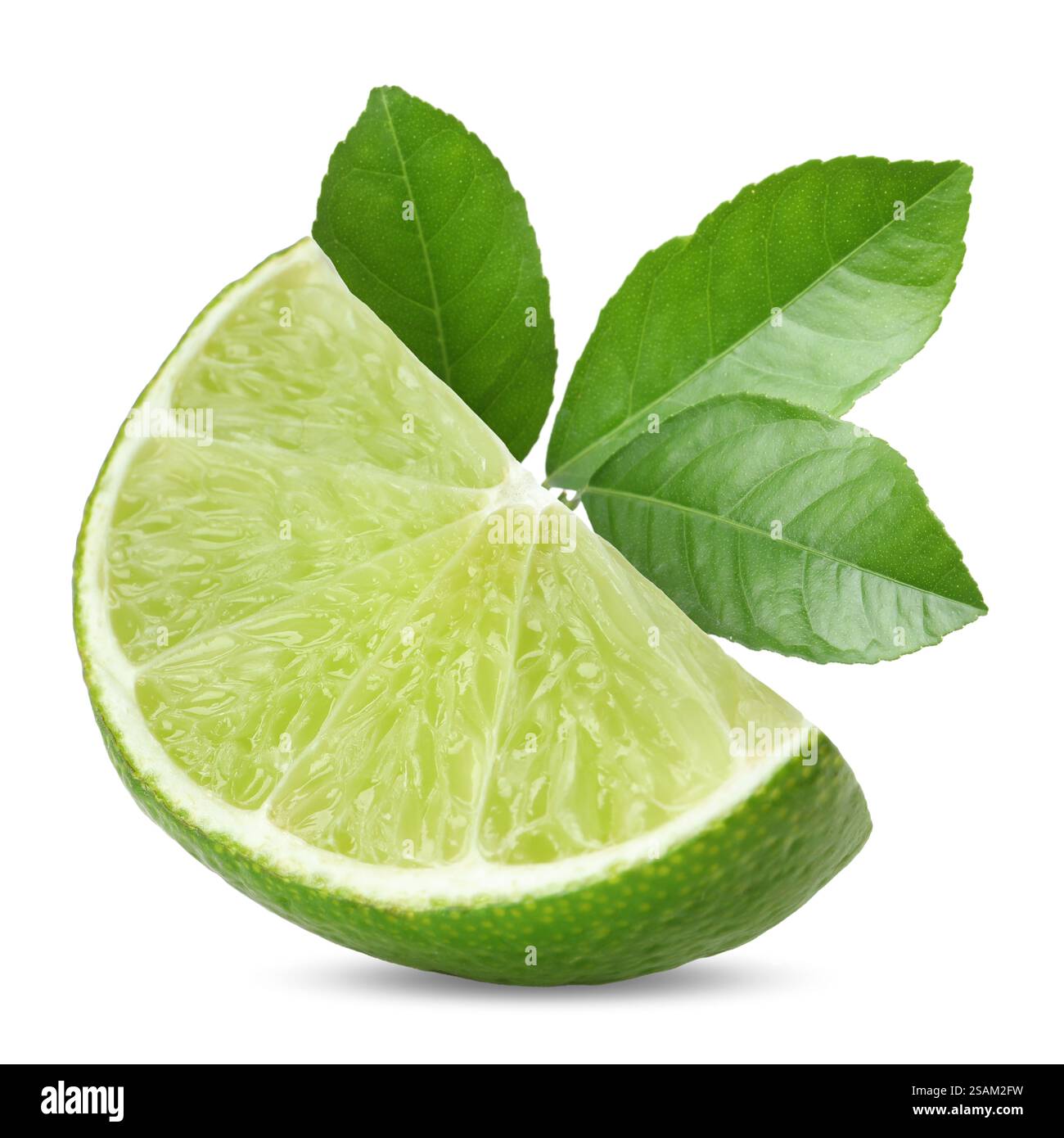 Juicy lime slice and citrus plant branch isolated on white Stock Photo ...