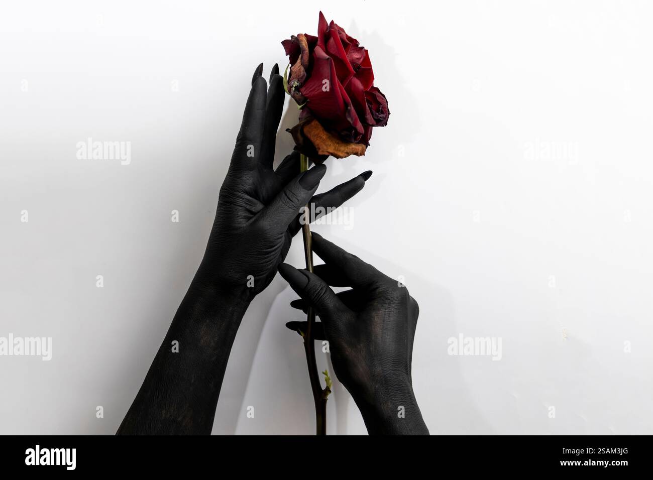 The black hands with long nails hold a rose and make it dry. Concept ...