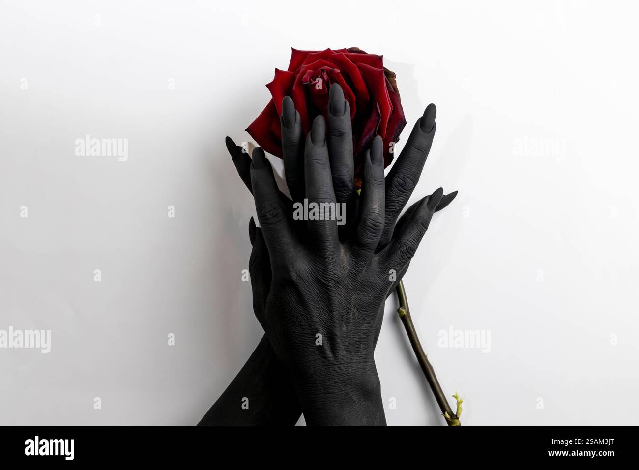 The black hands with long nails hold a rose and make it dry. Concept ...