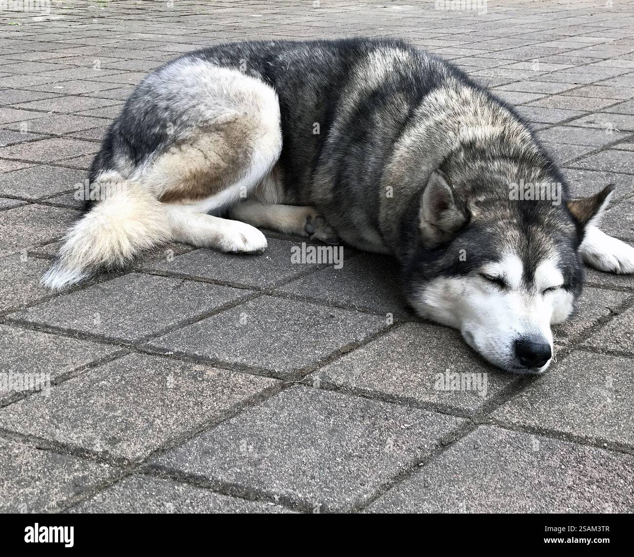 homeless Husky dog on pavement Stock Photo - Alamy