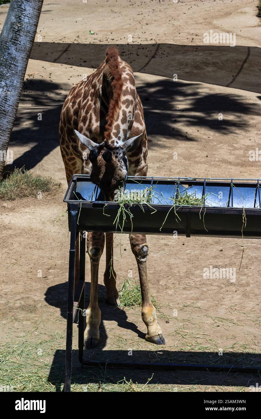 A giraffe is standing in front of a trough filled with grass. It is ...