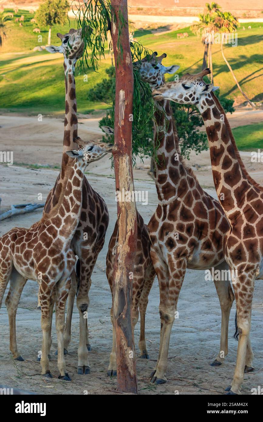 Four giraffes are standing around a tree, eating leaves. The scene is ...