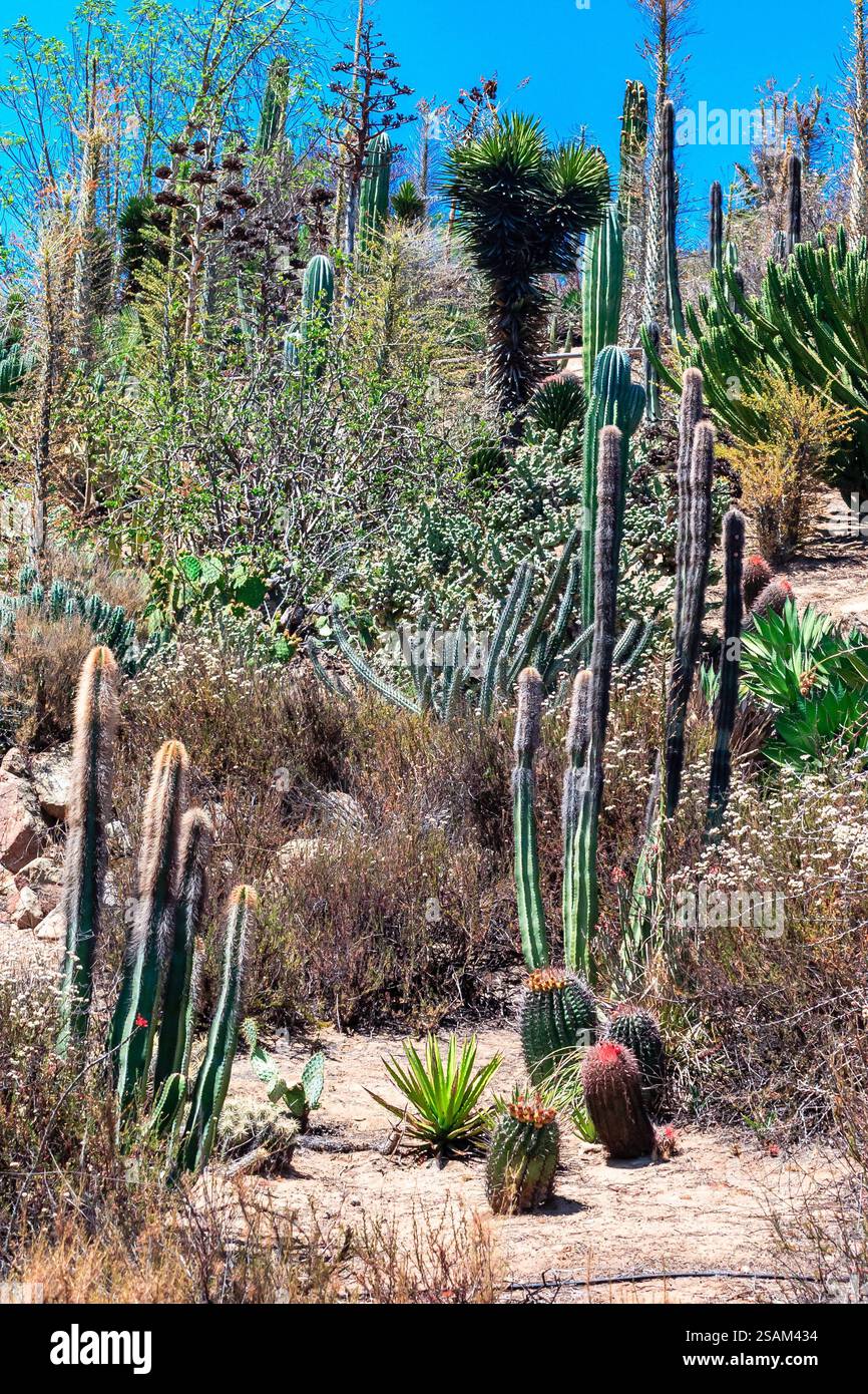 A desert scene with many cacti and bushes. The cacti are tall and green ...