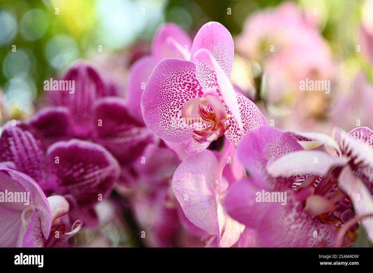 Kew's iconic orchid festival returns at Kew .Taking over the Princess ...