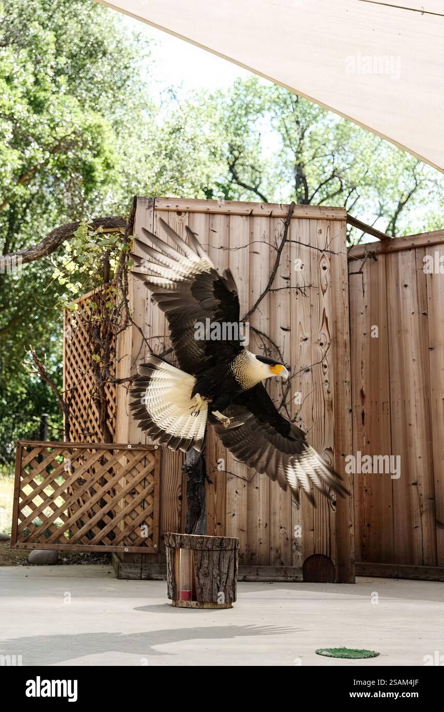 Majestic eagle soaring with full wing extension against a wooden ...