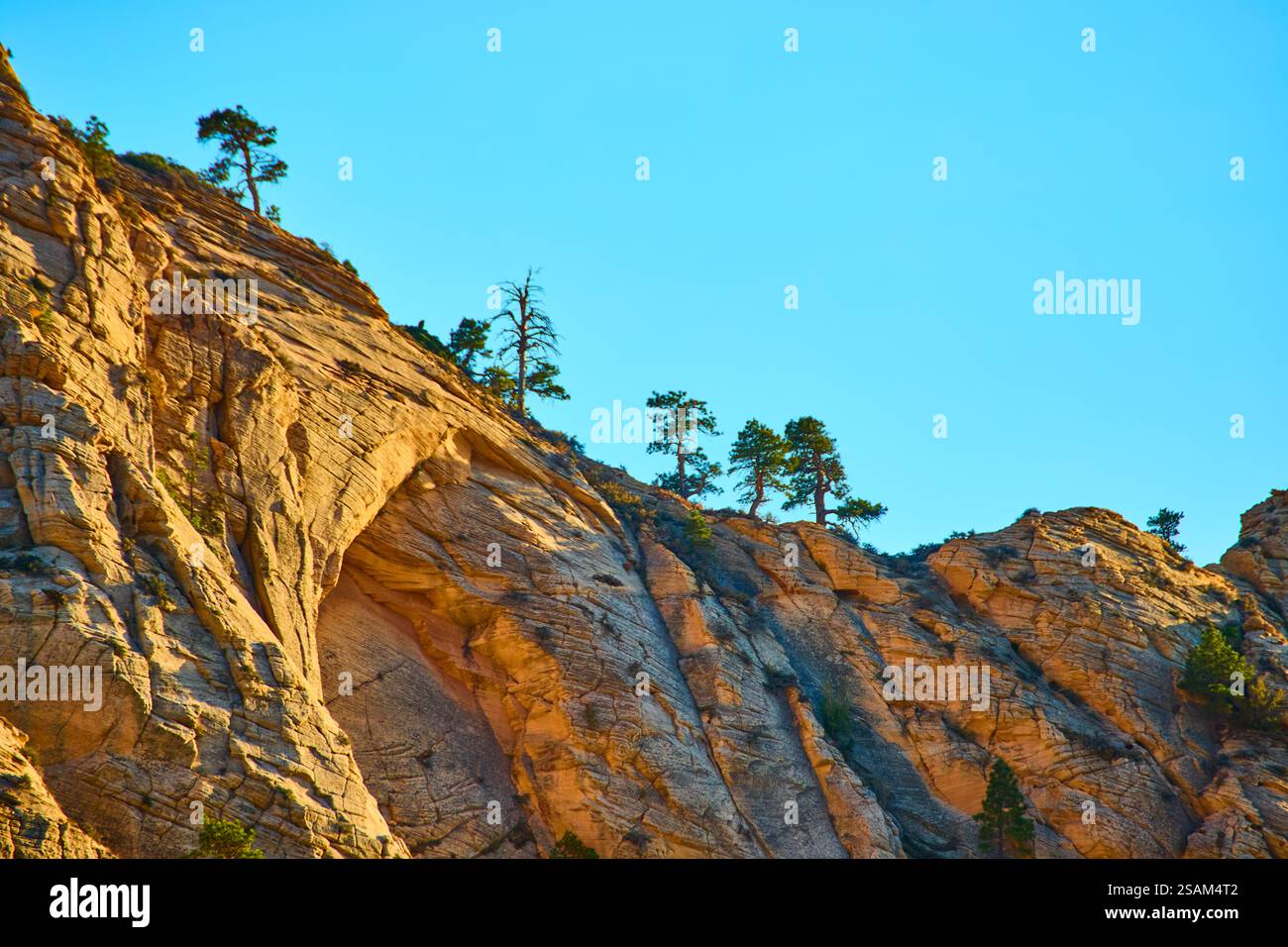 Rugged Cliffside and Resilient Trees at Golden Hour Low Angle View ...