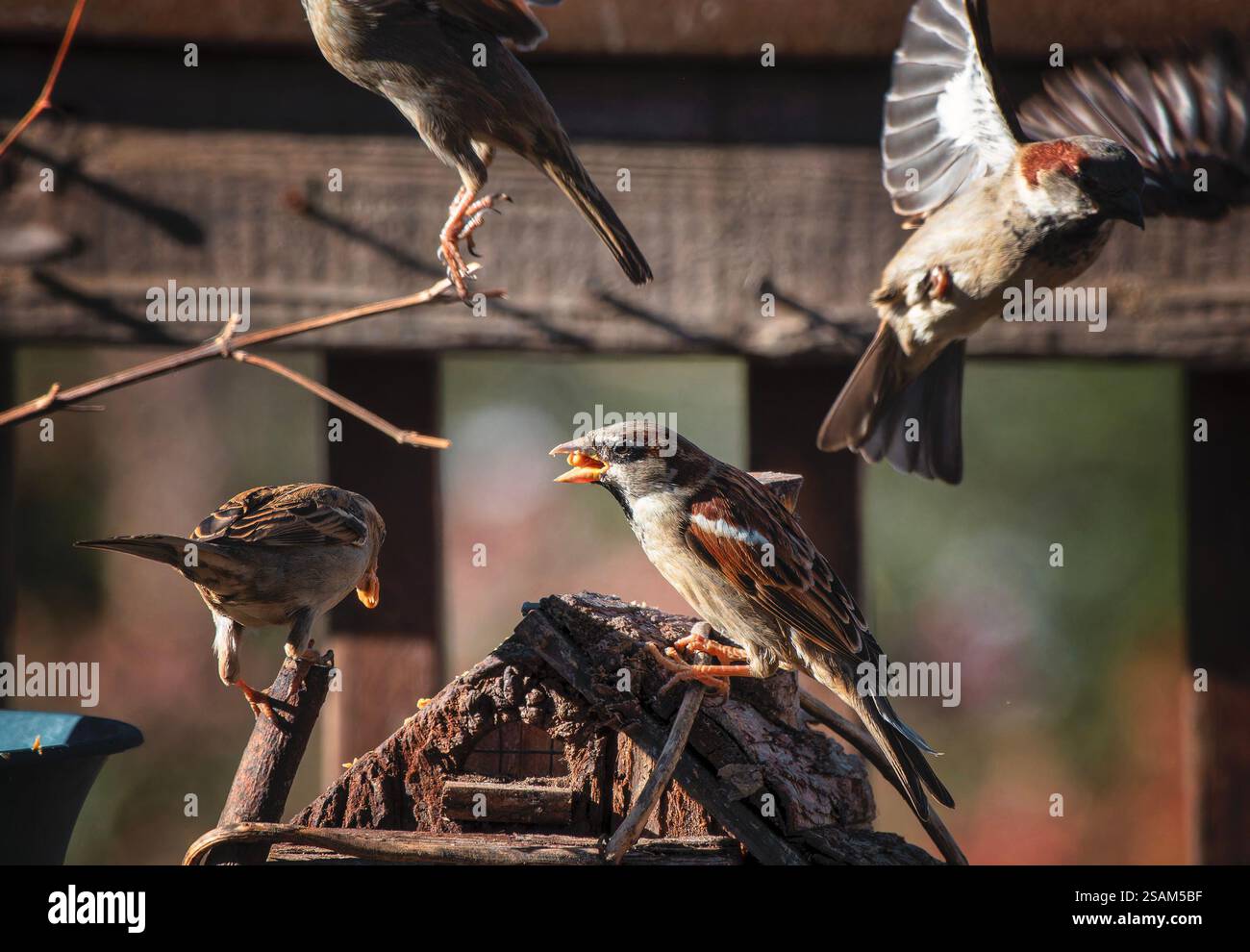 a GROUP OF sPARROWS ON THE BACKYARD DECK Stock Photo - Alamy