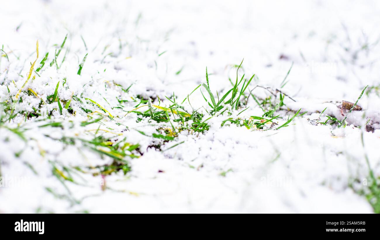 Green grass with snowflakes hi-res stock photography and images - Alamy