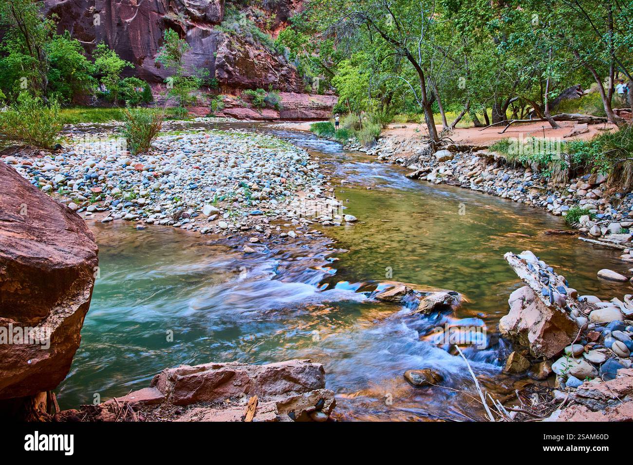 Tranquil Stream and Forest Canopy in Zion National Park Eye-Level View ...