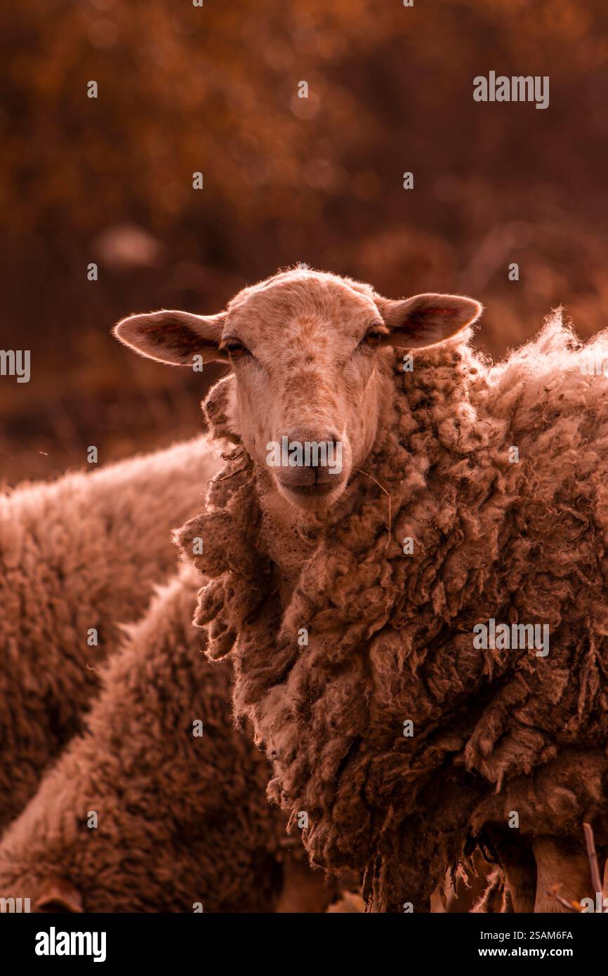 Close-up portrait of a sheep with soft wool and gentle eyes, captured ...