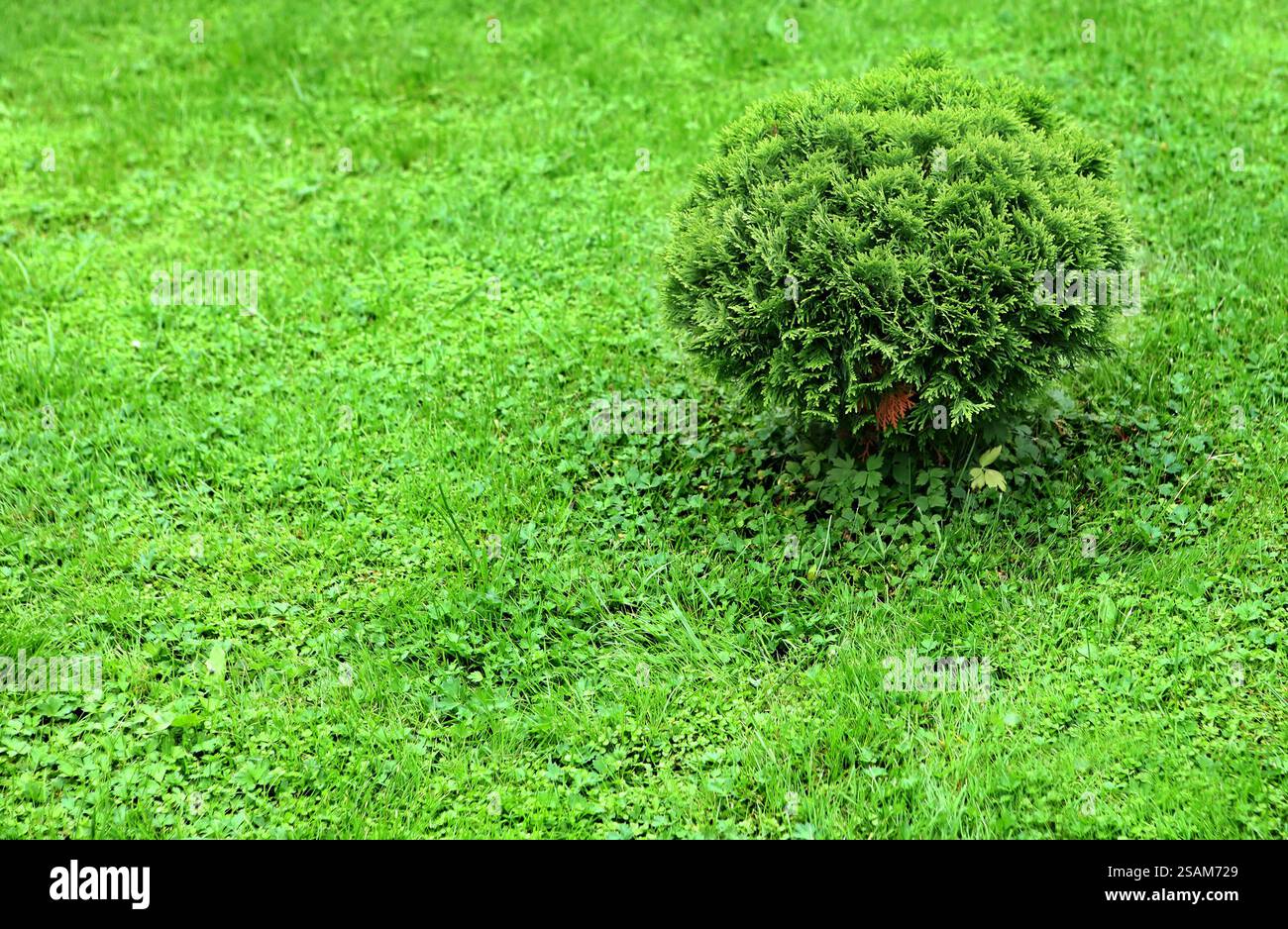Field field neat green small hi-res stock photography and images - Alamy