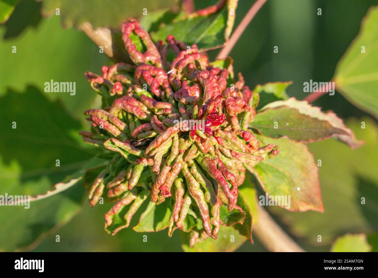 Aceria dispar, known as aspen gall mite, on aspen leaves in early ...