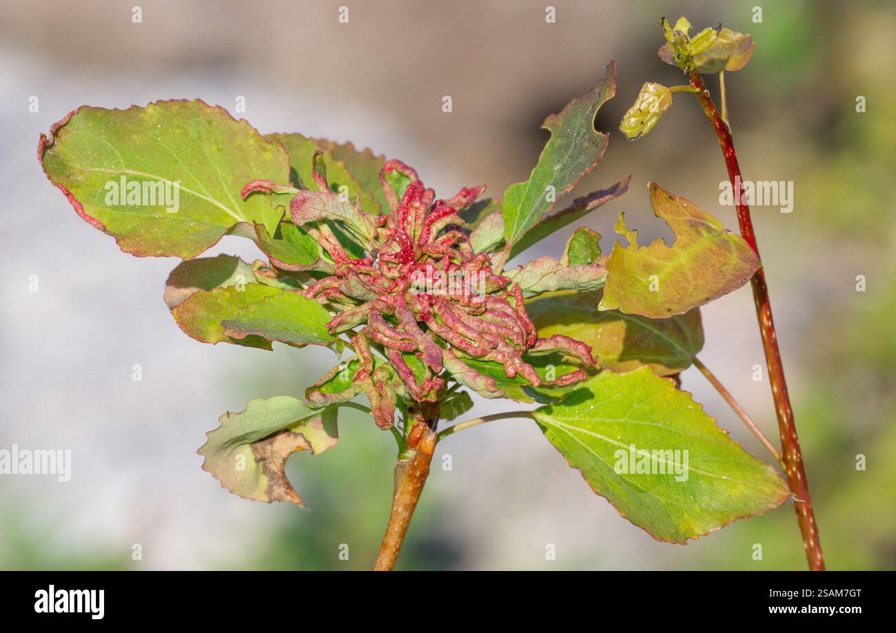 Aceria dispar, known as aspen gall mite, on aspen leaves in early ...