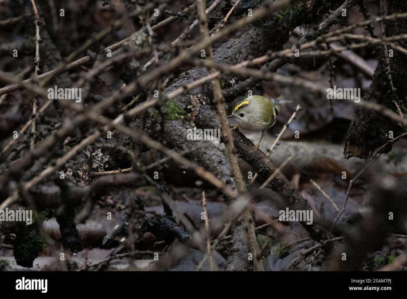 Golden-crowned Kinglet in natural habitat (regulus regulus Stock Photo ...