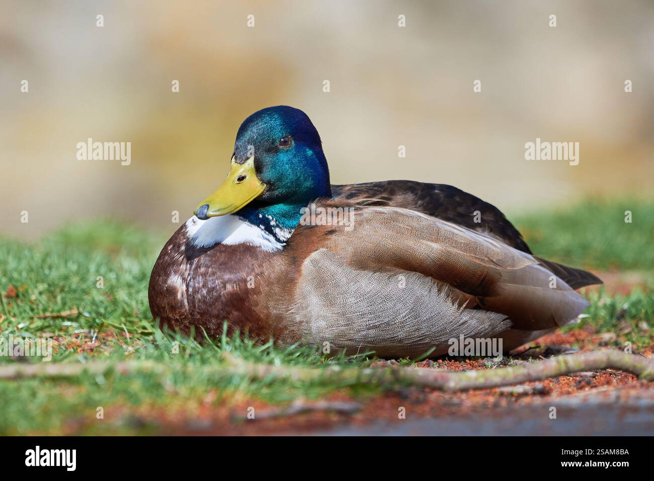 Mallard Male Duck close-up ( Anas platyrhynchos Stock Photo - Alamy