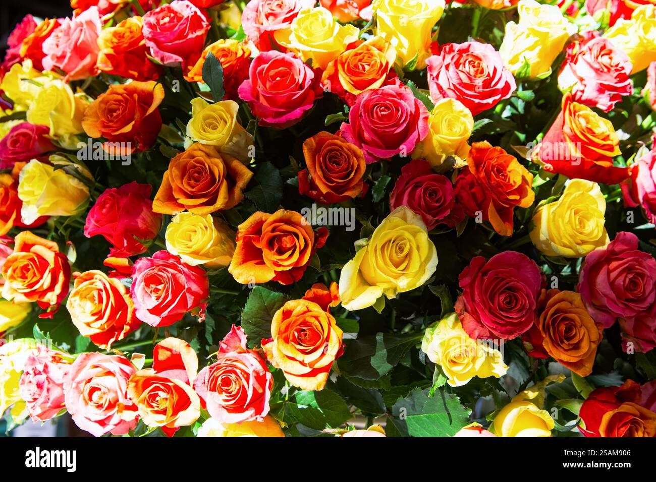 Wallpaper flowers red pink yellow hi-res stock photography and images ...