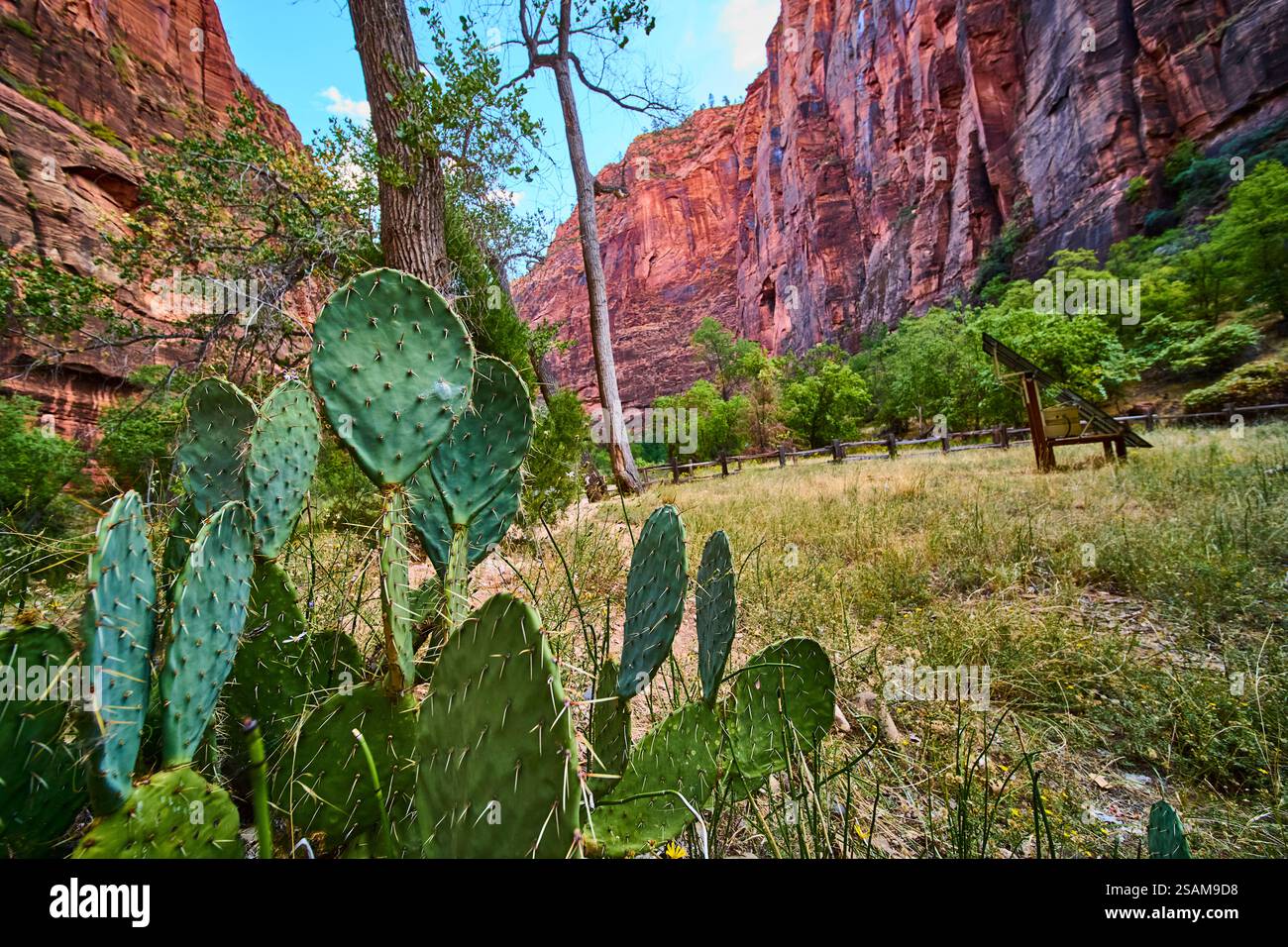 Prickly Pear Cacti and Red Rock Cliffs at Eye Level in Zion National ...