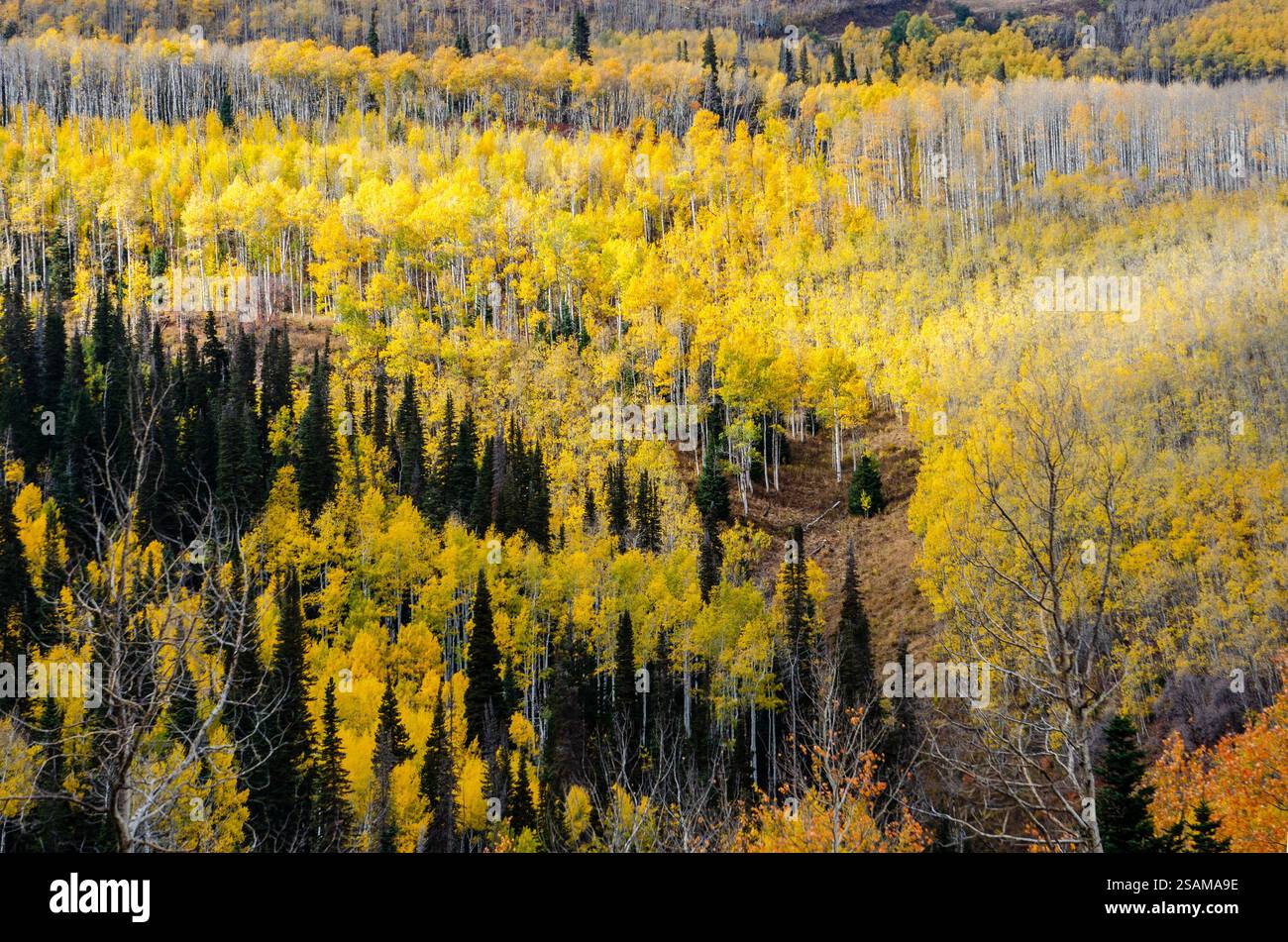 Row of aspen trees hi-res stock photography and images - Alamy