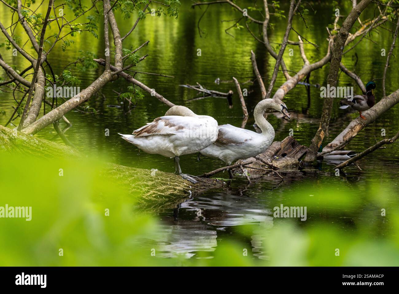 Beautiful white swans preen their feathers, drink water from the lake ...
