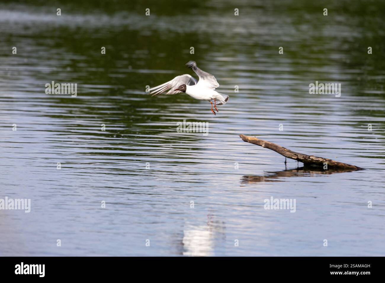 Hints of aquatic vegetation hi-res stock photography and images - Alamy