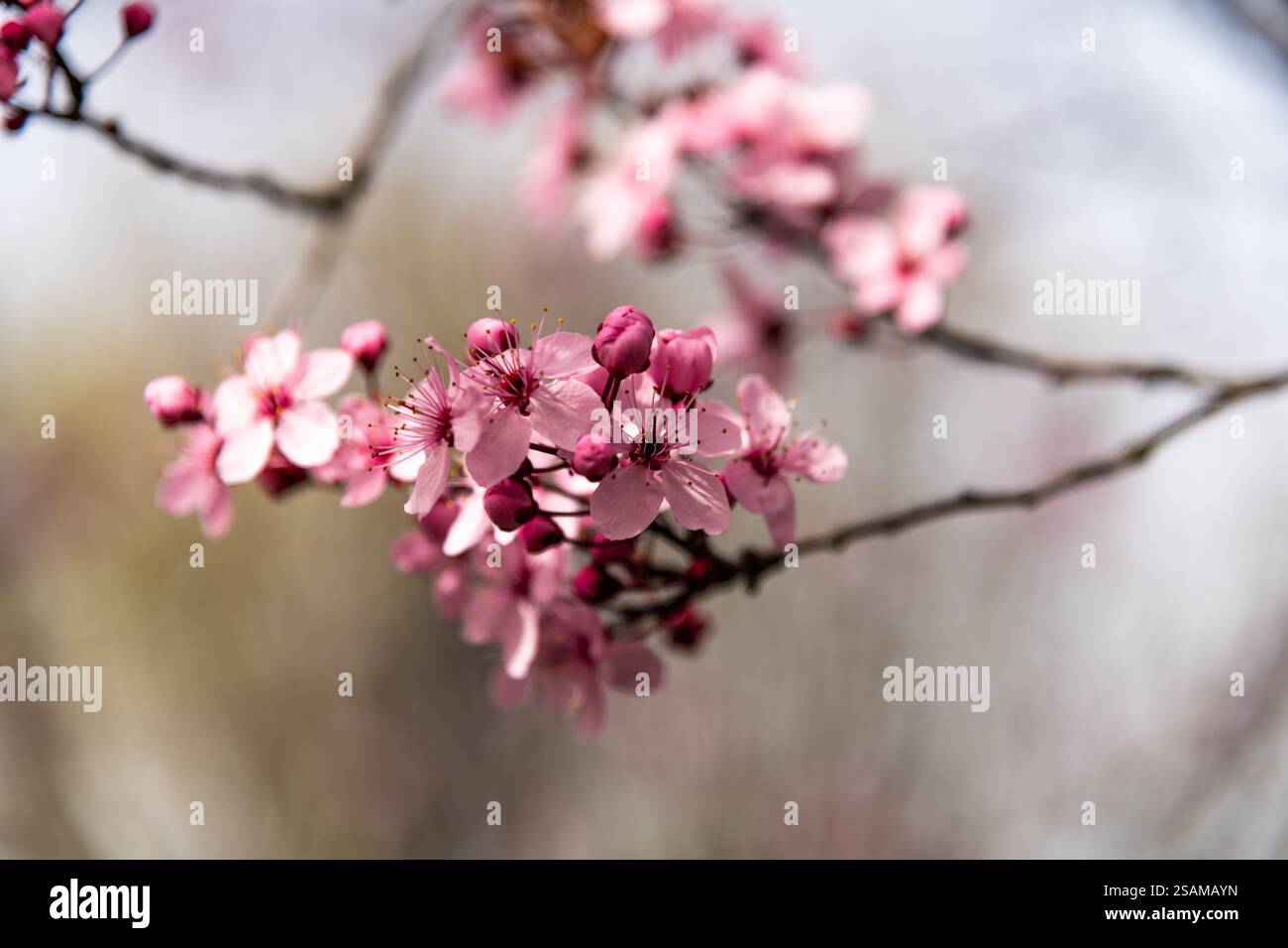 Cherry blossom sakura tree in hi-res stock photography and images - Alamy