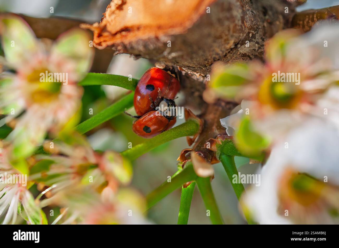 Close-up of two ladybugs mating on a plum blossom branch, showcasing ...