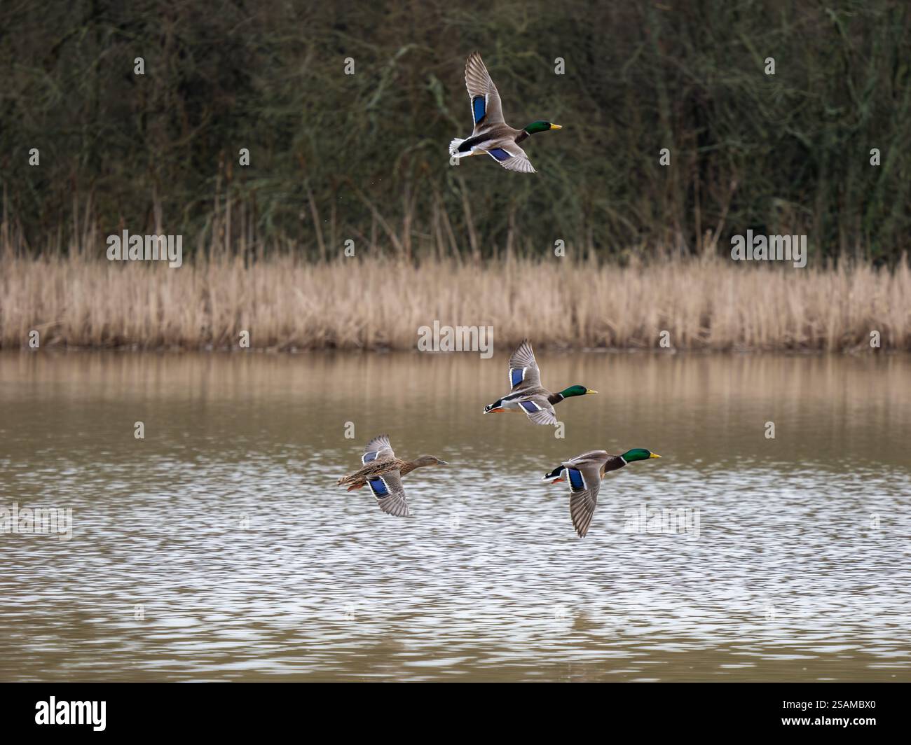 Flock of mallard ducks in flight hi-res stock photography and images ...