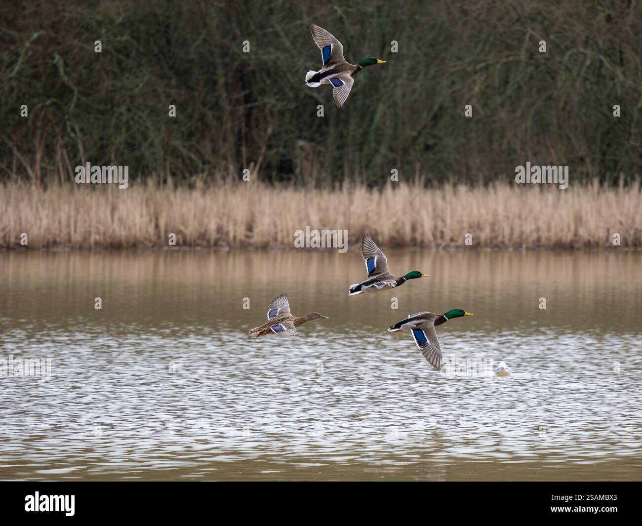 Mallard flying flock uk hi-res stock photography and images - Alamy